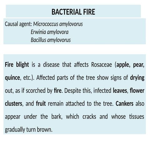 BACTERIAL FIRE.pptxIn plants, they cause numerous diseases such as ...