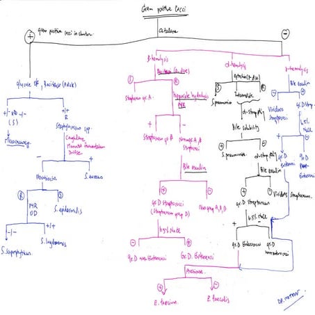 Bacteria identification | PDF