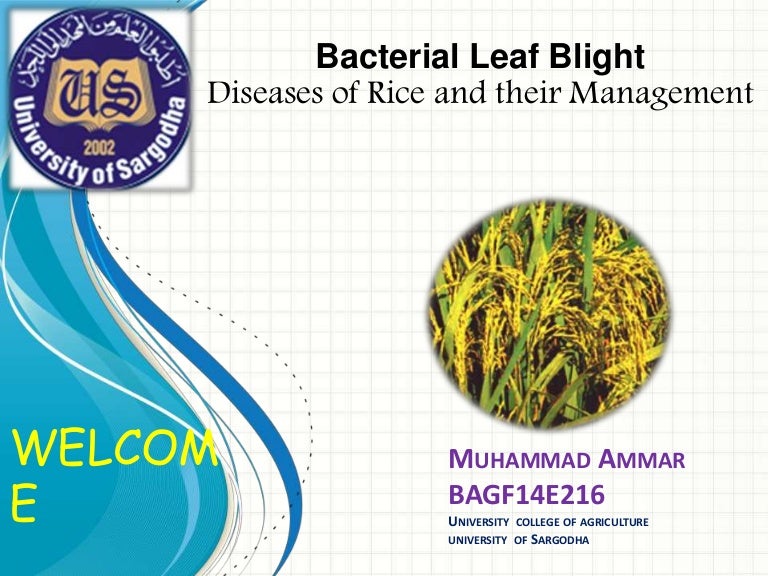 Bacterial leaf blight of rice