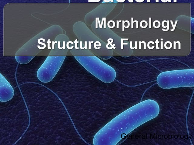 bacterial cell division | PPTX