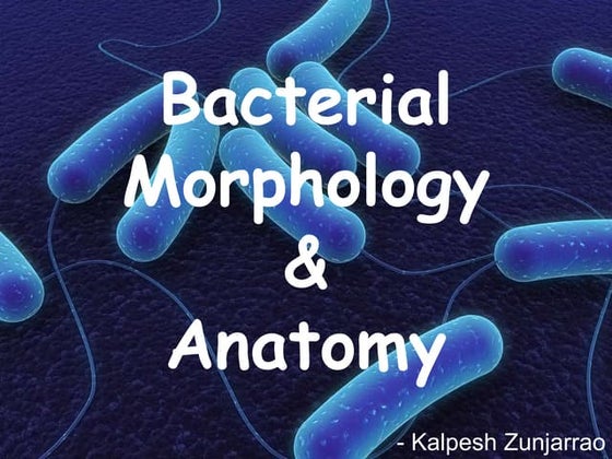 Structure of bacterial cell | PPTX