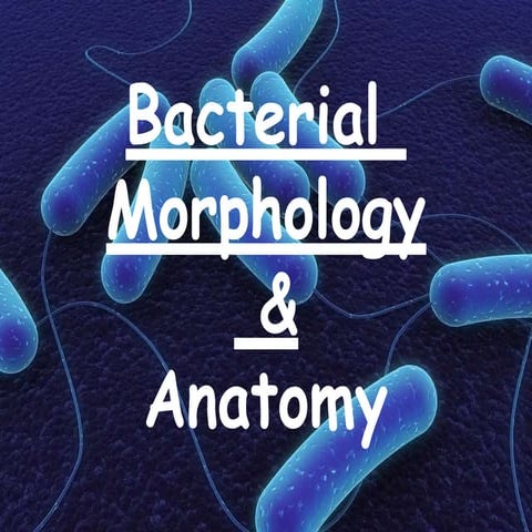Structure of bacterial cell | PPTX