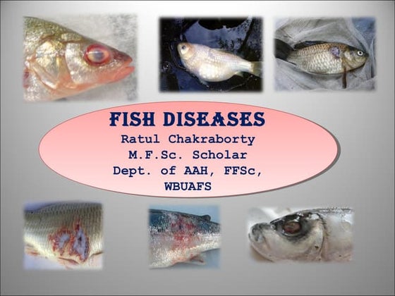 Fish Health Management | PDF | Infectious Diseases | Diseases and ...