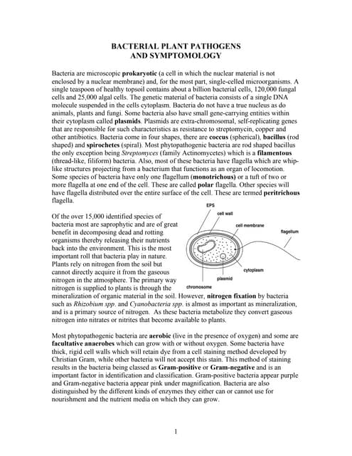Major Common beandisease.pdf.pptx