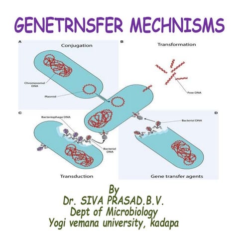 Transformation in bacteria | PDF