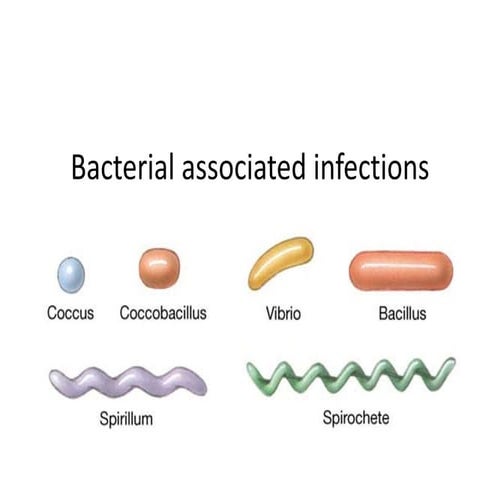 Bacterial species of_medical_importance | PPT
