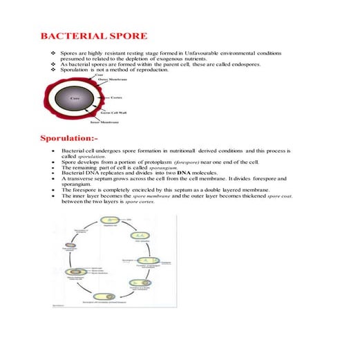 Types Of Bacterial Spores