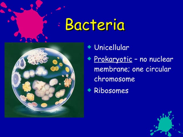 Introduction to bacteria, structure and function | PPTX