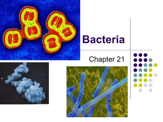 Classification of bacteria | PPT