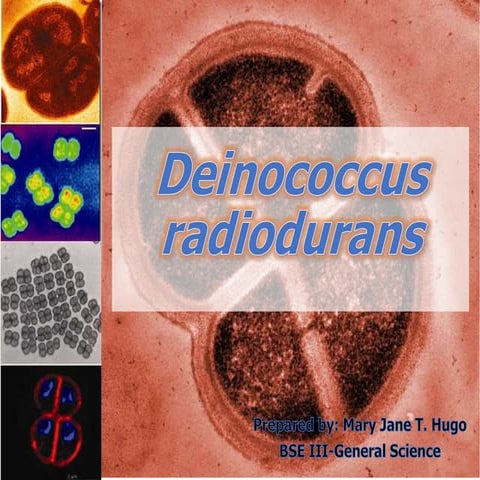 Deinococcus radiodurans | PPTX