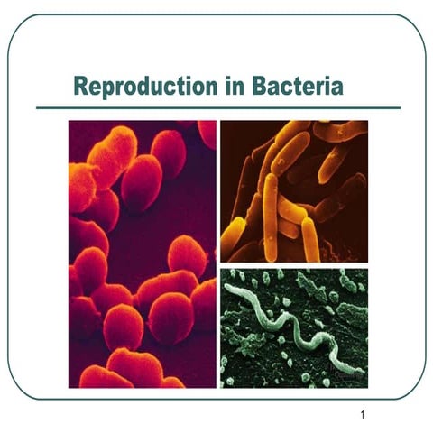 Bacteriareproduction | PPT | Genetics | Science