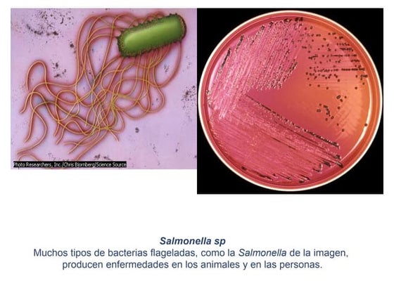 Bacterias patógenas | PPT