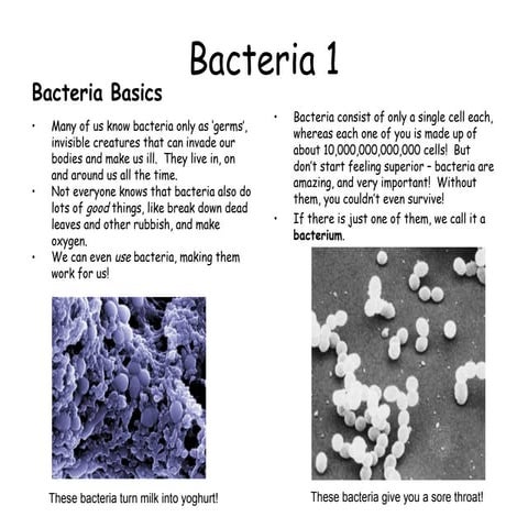 Observation yogurt bacteria (i) | DOCX