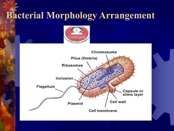 Structure of bacterial cell | PPTX