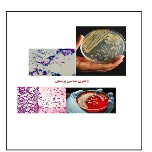 Bacteriology | PDF
