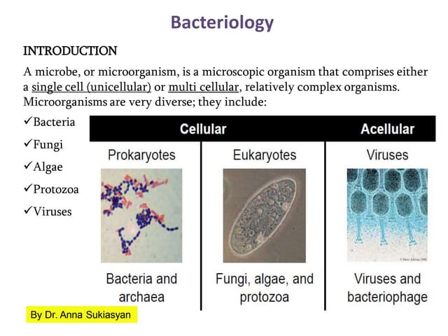 Bacterial Cell | PPT