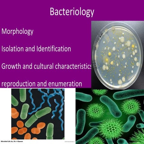 Morphology of Bacteriology | PPT