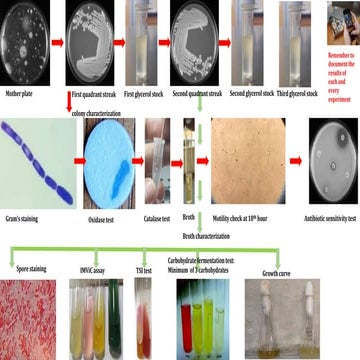 How to identify a bacterial species? Dos and Don'ts | PPT