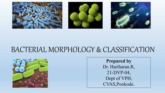 Morphology & Physiology of Bacteria | PPTX | Biological Sciences | Science