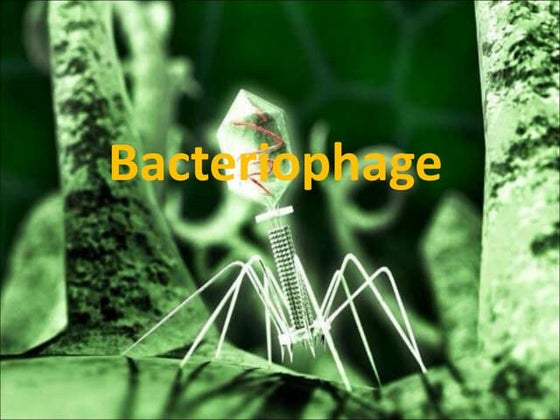 Types of Insect larvae | PPT