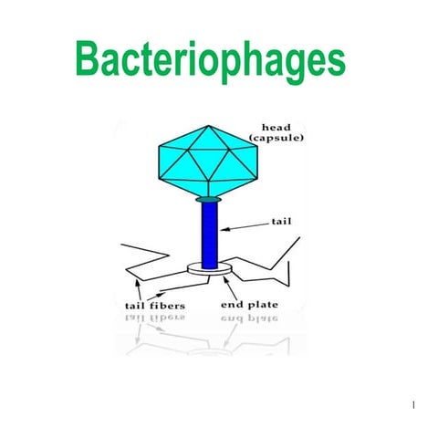 Bacteriophage 02.pptx