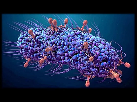 Bacteriophage | PPT