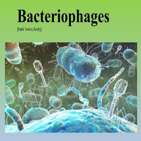Bacteriophages and their microbiological basis | PPTX
