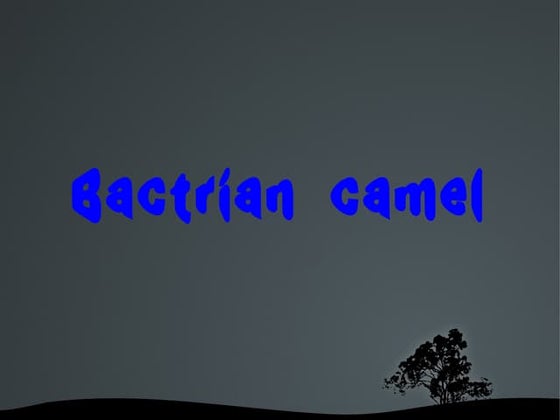 Bactrian camel | PPT
