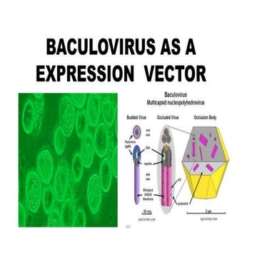 Baculovirus expression vector system.pptx