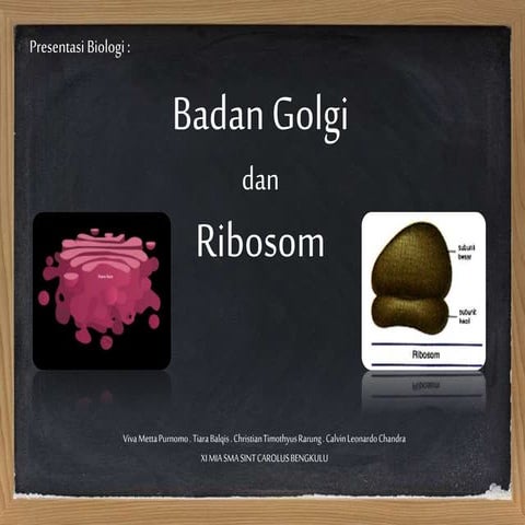 Badan Golgi dan Ribosom | PPTX