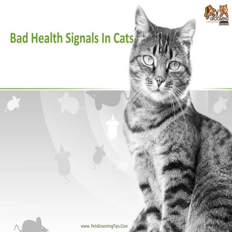 Bad health signals in cats | PPTX