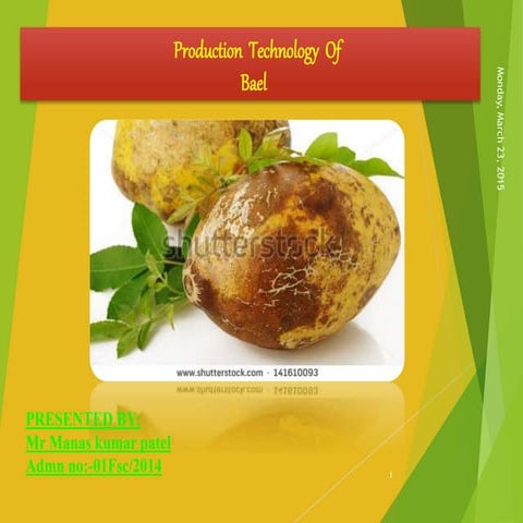 Bael presentation | PPTX