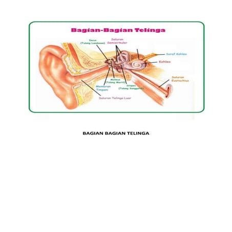 Bagian bagian telinga | PDF