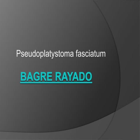 Bagre rayado=Pseudoplatystoma tigrinum | PPTX
