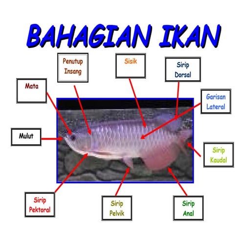 Bahagian Ikan | DOC