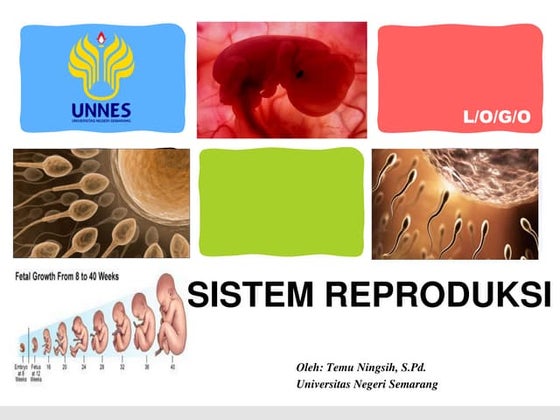 BAB 1. Sistem Reproduksi Manusia (1).pptx