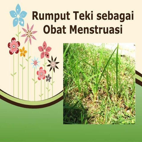Rumput Teki Sebagai Obat Menstruasi | PPT