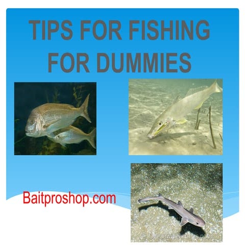 Baitproshop - Tips for fishing for Dummies | PPT