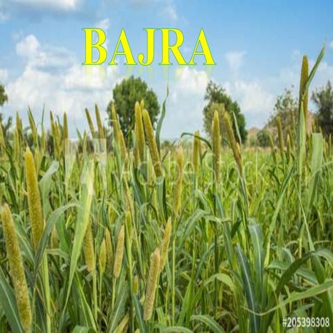Bajra | PPT