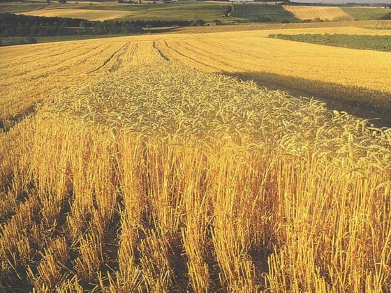 Raising agents | PDF