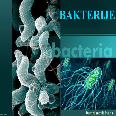 Bakterije | PPT