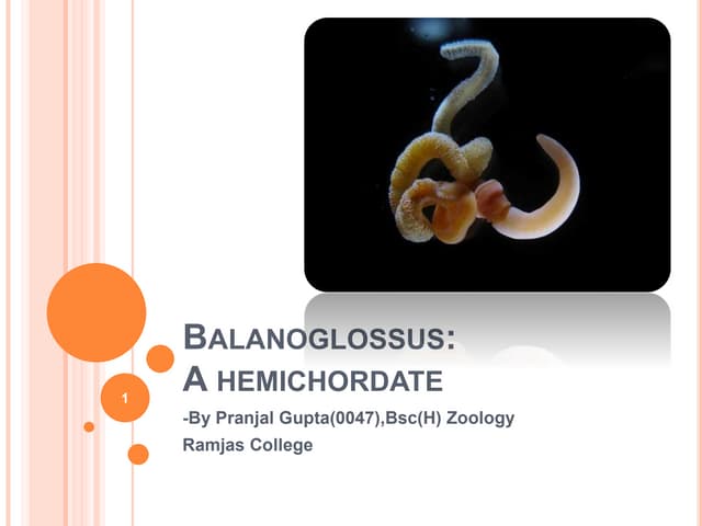 Balanoglossus-Morphology structure, development , larva ,Affinities | PPTX