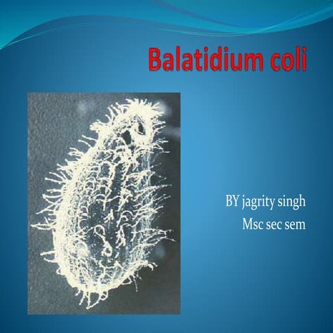 Balantidium Coli