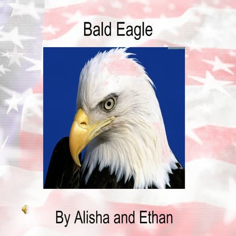Bald Eagle Brochure- edu project | DOCX