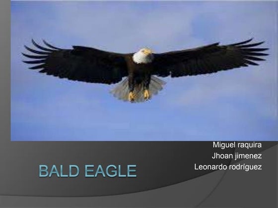 Real bald eagle | PPT