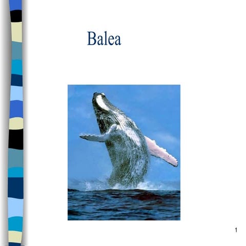Balea | PPT