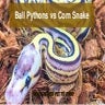 Ball python vs corn snake comparison| Which is best Pet?