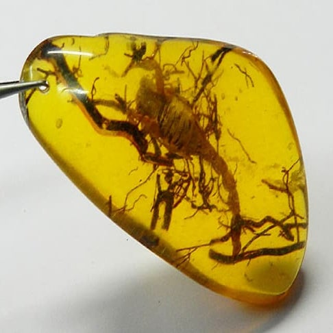 Baltic amber | PDF