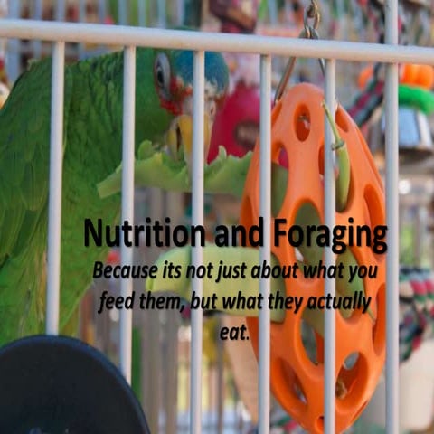 Baltimore Bird Fanciers show Nutrition and Foraging | PPTX