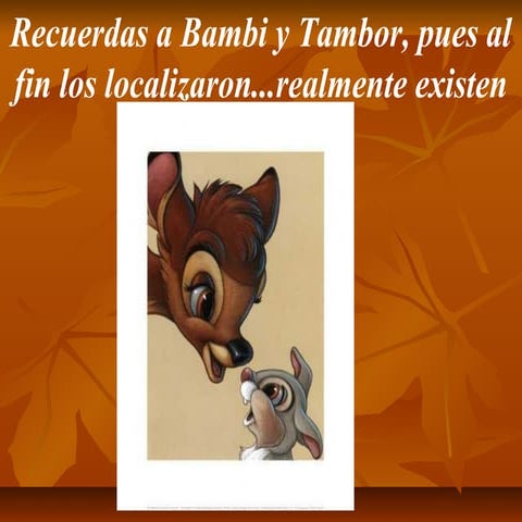 Bambi y-tambor | PPS